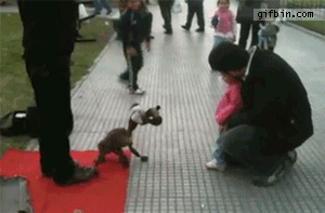 Puppet Dog Plays Fetch | Best Funny Gifs Updated Daily