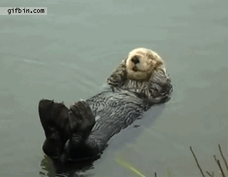 Sea Otter Chillin' In The Water | Best Funny Gifs Updated Daily