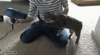 Blind Cat Vs. Hairdryer | Best Funny Gifs Updated Daily
