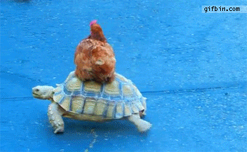 Chicken Riding A Tortoise | Best Funny Gifs Updated Daily