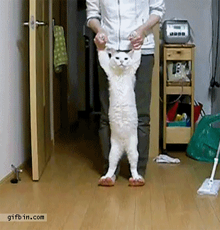 Walking Cat | Best Funny Gifs Updated Daily