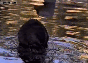 Goose Attacks Beaver | Best Funny Gifs Updated Daily