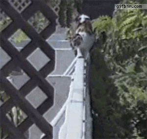 Cat On A Fence | Best Funny Gifs Updated Daily