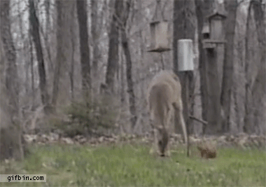 Squirrel Attacks Deer | Best Funny Gifs Updated Daily