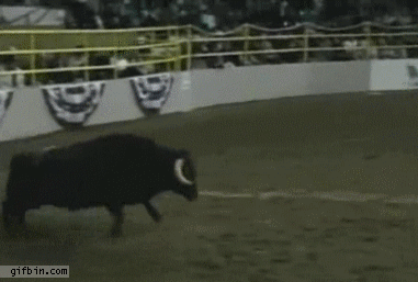 Bullfighting Like A Boss | Best Funny Gifs Updated Daily