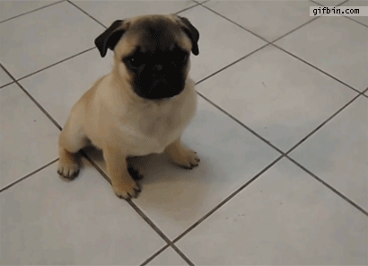 Pugg Puppy Plays Dead When Shot | Best Funny Gifs Updated Daily