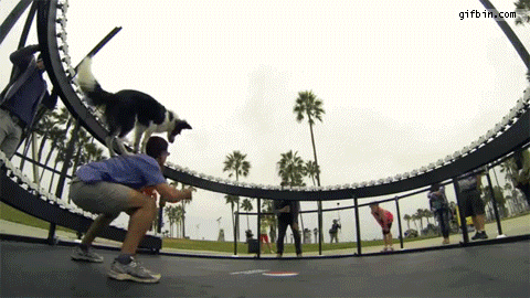 Bullet-time Dog Jumping After Frisbee | Best Funny Gifs Updated Daily