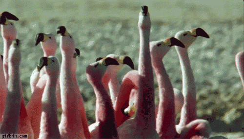 Disoriented Flamingos | Best Funny Gifs Updated Daily
