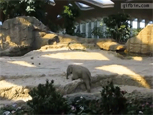Baby Elephant Slips And Falls On His Back | Best Funny Gifs Updated Daily