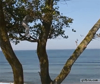 Huge Rope Swing Fall | Best Funny Gifs Updated Daily