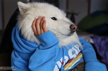 Dog With Human Hands Reading | Best Funny Gifs Updated Daily