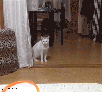 Cat Walking To The Table | Best Funny Gifs Updated Daily
