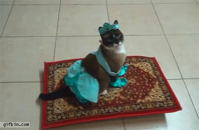 Cat Riding A Magic Flying Carpet | Best Funny Gifs Updated Daily