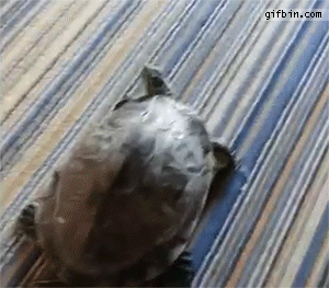Turtle Has Ticklish Shell | Best Funny Gifs Updated Daily