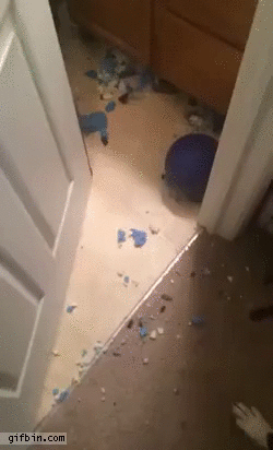 Dog Made A Mess | Best Funny Gifs Updated Daily