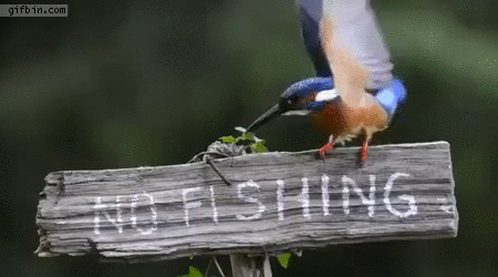 Rebel Bird | Best Funny Gifs Updated Daily