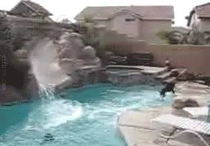 Dog Vs. Swimming Pool Slide | Best Funny Gifs Updated Daily