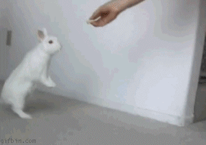 Cute Bunny Walk | Best Funny Gifs Updated Daily