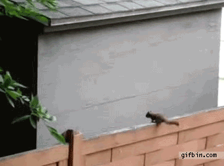 Squirrel Jump Fail | Best Funny Gifs Updated Daily