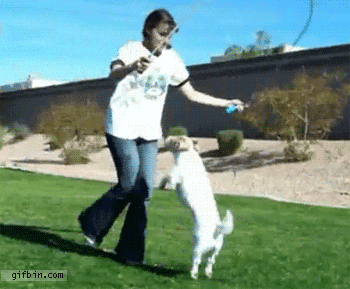 Dog Jumping Rope | Best Funny Gifs Updated Daily