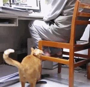 Cat Wants Attention | Best Funny Gifs Updated Daily