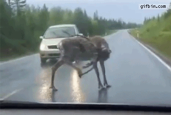 Getting Reindeer Off The Road | Best Funny Gifs Updated Daily
