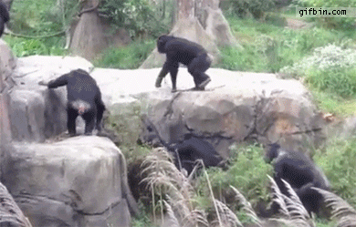 Chimp Tosses Raccoon | Best Funny Gifs Updated Daily
