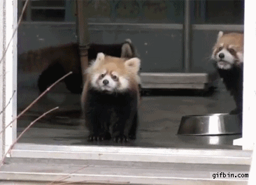 Man Scares Red Panda | Best Funny Gifs Updated Daily