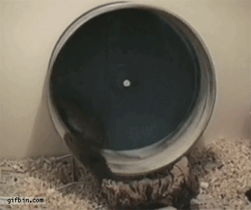 Hamster Wheel Fail | Best Funny Gifs Updated Daily