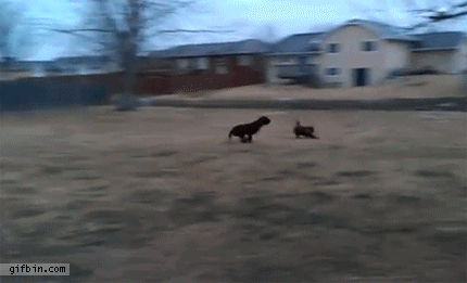 Dog Hits Tree While Running | Best Funny Gifs Updated Daily