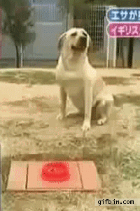Dog Prank | Best Funny Gifs Updated Daily