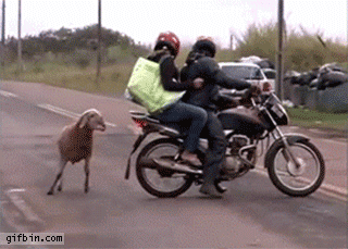 Goat Attacks Motorcycle | Best Funny Gifs Updated Daily