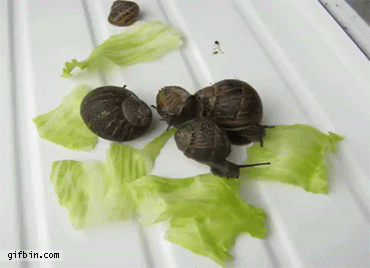 Snails Eating Lettuce In Time-lapse | Best Funny Gifs Updated Daily