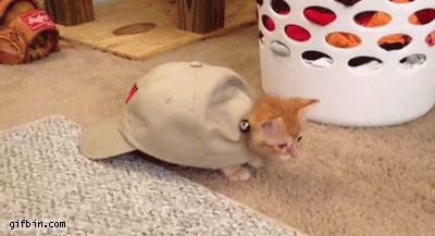 Kitten In A Baseball Cap | Best Funny Gifs Updated Daily