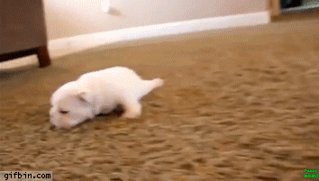 Puppy's First Steps | Best Funny Gifs Updated Daily