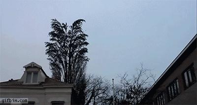 Group Of Birds Simultaneously Flying Off A Tree | Best Funny Gifs ...