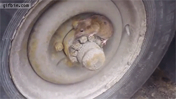 Cat Can't Find Hidden Mouse | Best Funny Gifs Updated Daily