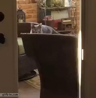 Cat Trying To Get Inside | Best Funny Gifs Updated Daily