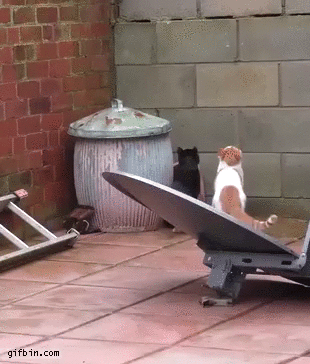 Synchronized Cat Jumping | Best Funny Gifs Updated Daily