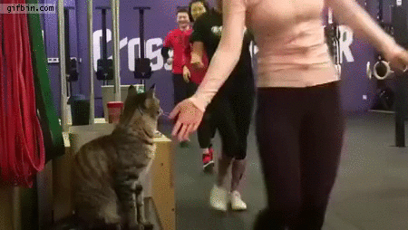 Cat High-fiving Runners | Best Funny Gifs Updated Daily