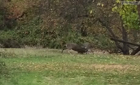Deer Fight | Best Funny Gifs Updated Daily