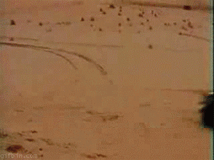 Sudden Halt | Best Funny Gifs Updated Daily