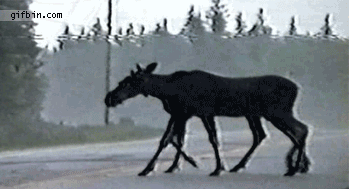 8-legged Moose | Best Funny Gifs Updated Daily