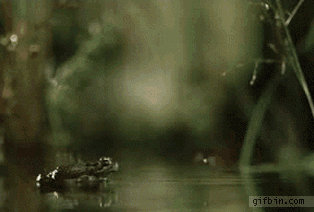 Fly Owns Frog | Best Funny Gifs Updated Daily