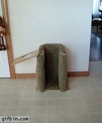 Dog Eats In Chair | Best Funny Gifs Updated Daily