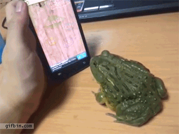 Bullfrog Catches Bugs On Touchscreen | Best Funny Gifs Updated Daily