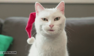 Talking Cat | Best Funny Gifs Updated Daily