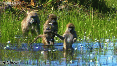 Monkeys Crossing The Water | Best Funny Gifs Updated Daily