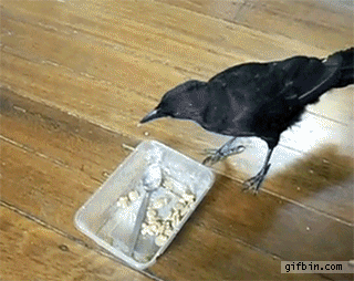 Crow Feeds Cat And Dog | Best Funny Gifs Updated Daily