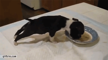 Puppy Flips Over While Eating | Best Funny Gifs Updated Daily